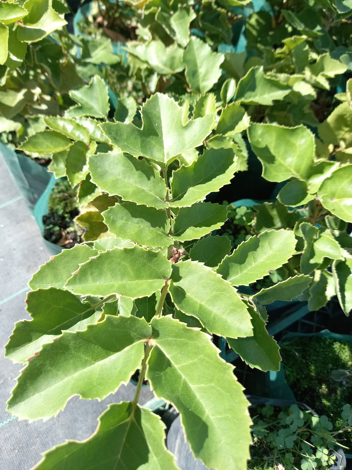 Speedling – Vivero Piedra del Águila